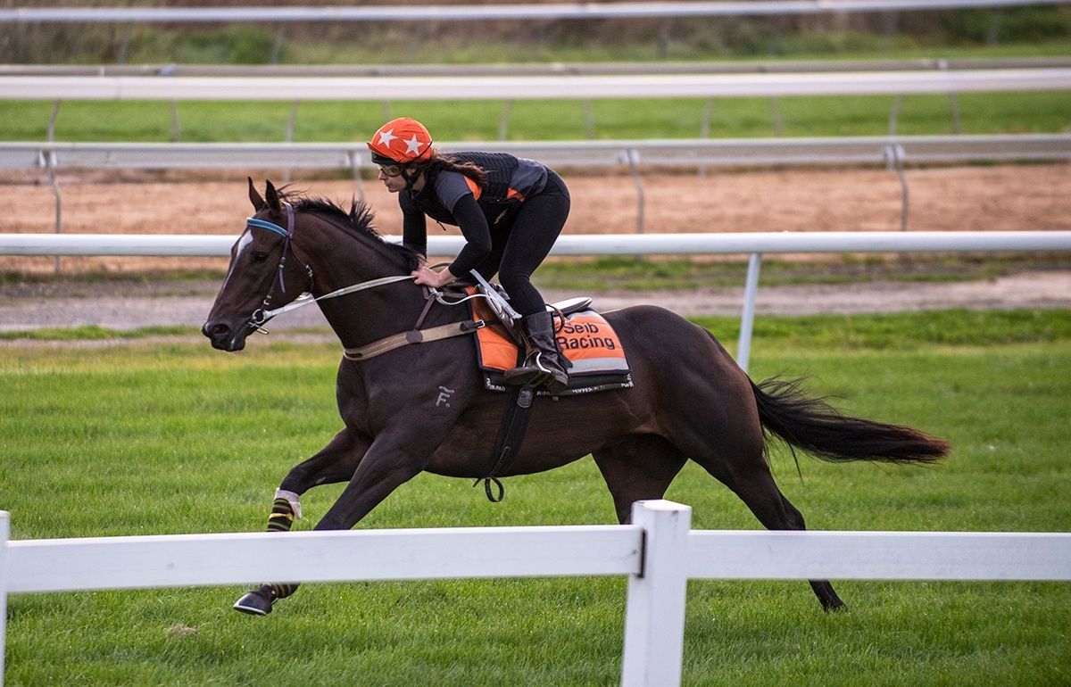 welcome [www.seibracing.com.au]